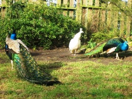 Hagel Hof e.V., der Gnadenhof mit Seltenheitswert, Bilder von unserem ...