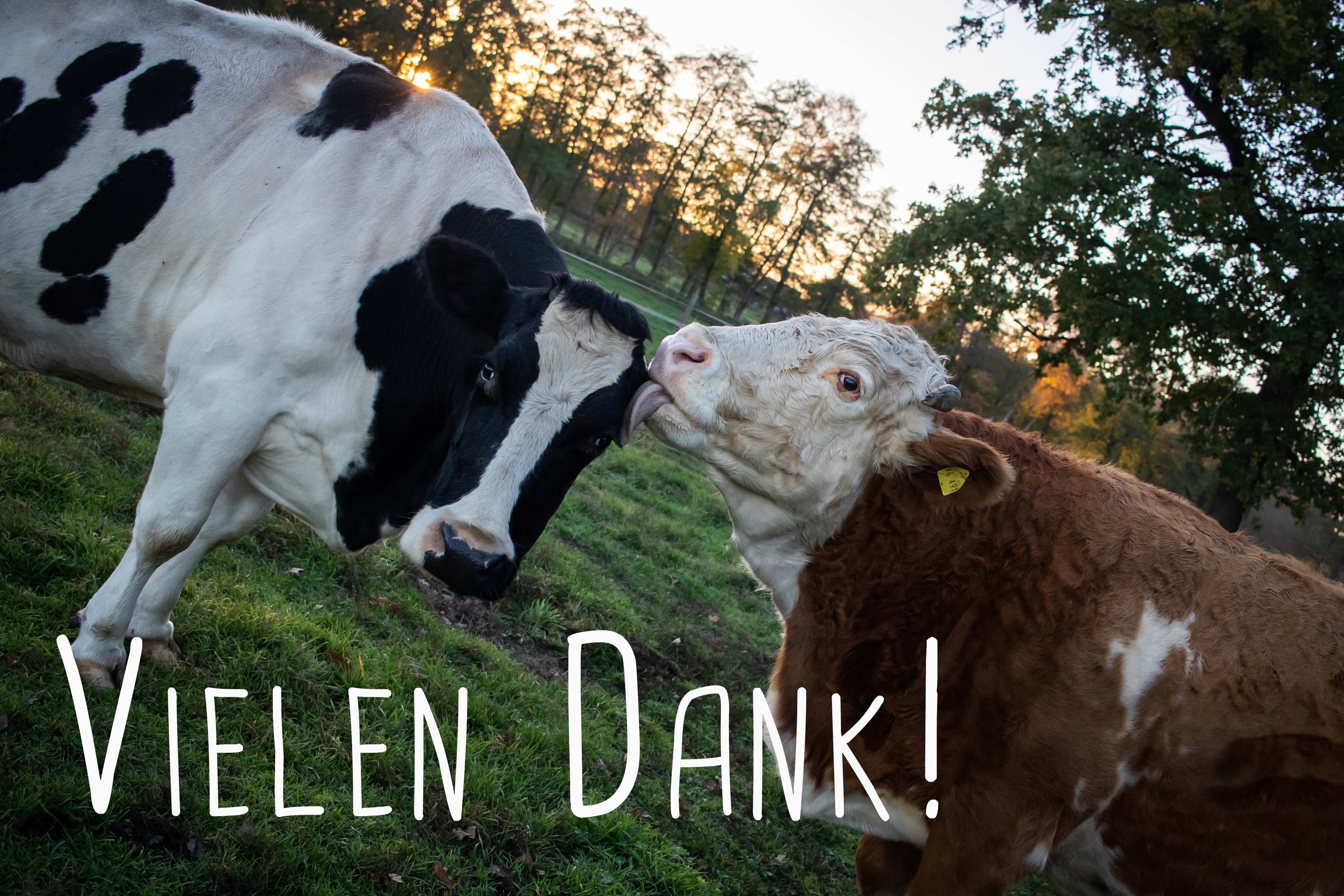 Vielen Dank für Ihre Spende!